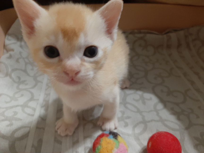 Бурманские котята