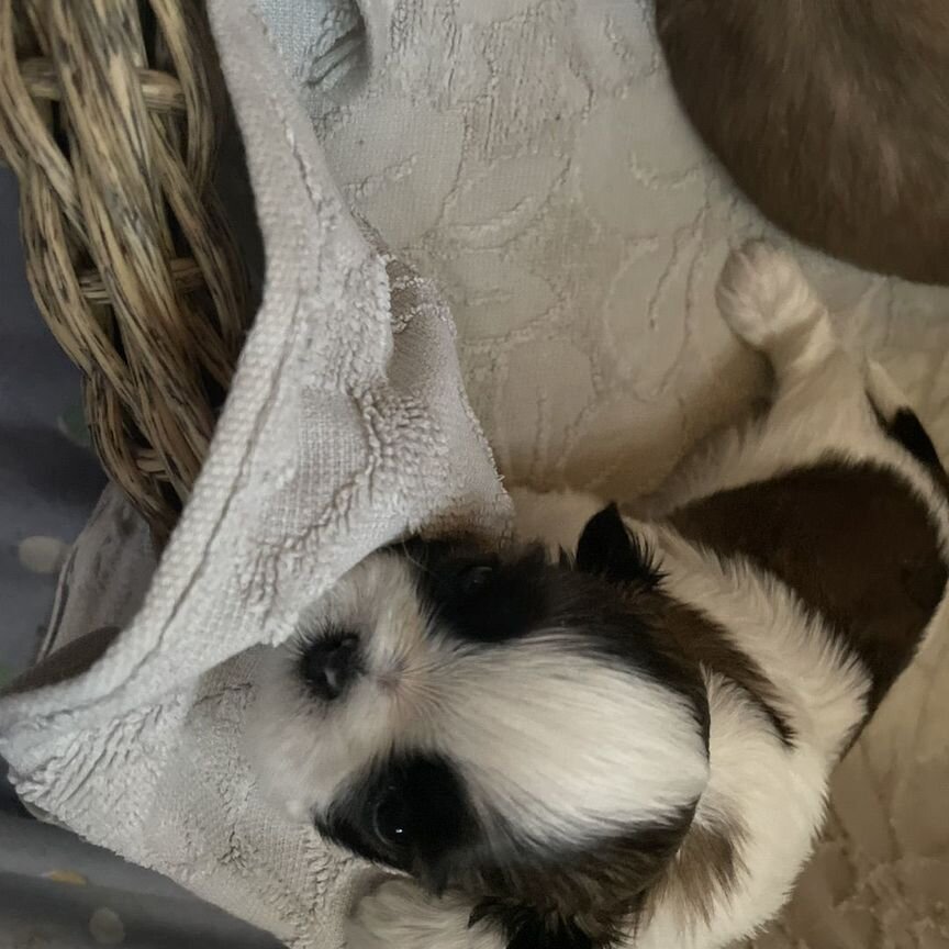 Щенки ши-тцу