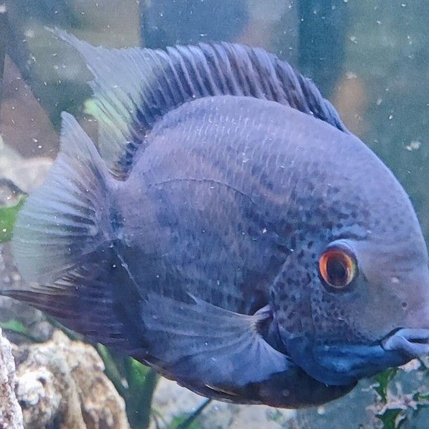 Пара зеленых северумов