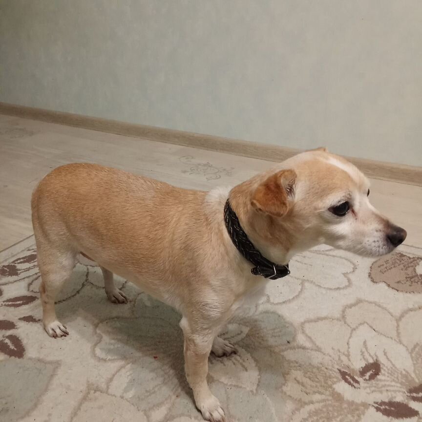 Собаченьку в добрые руки