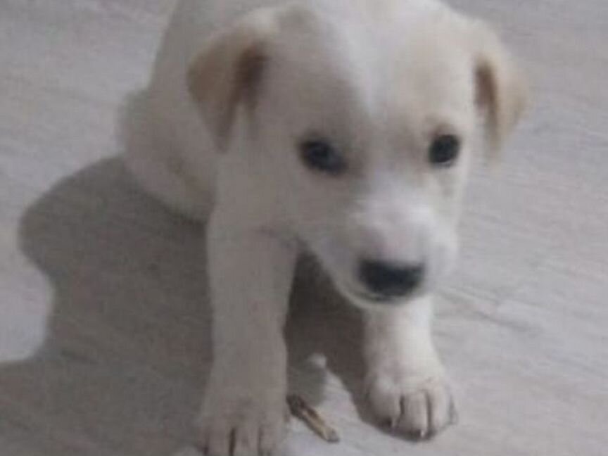 Метис джек рассела