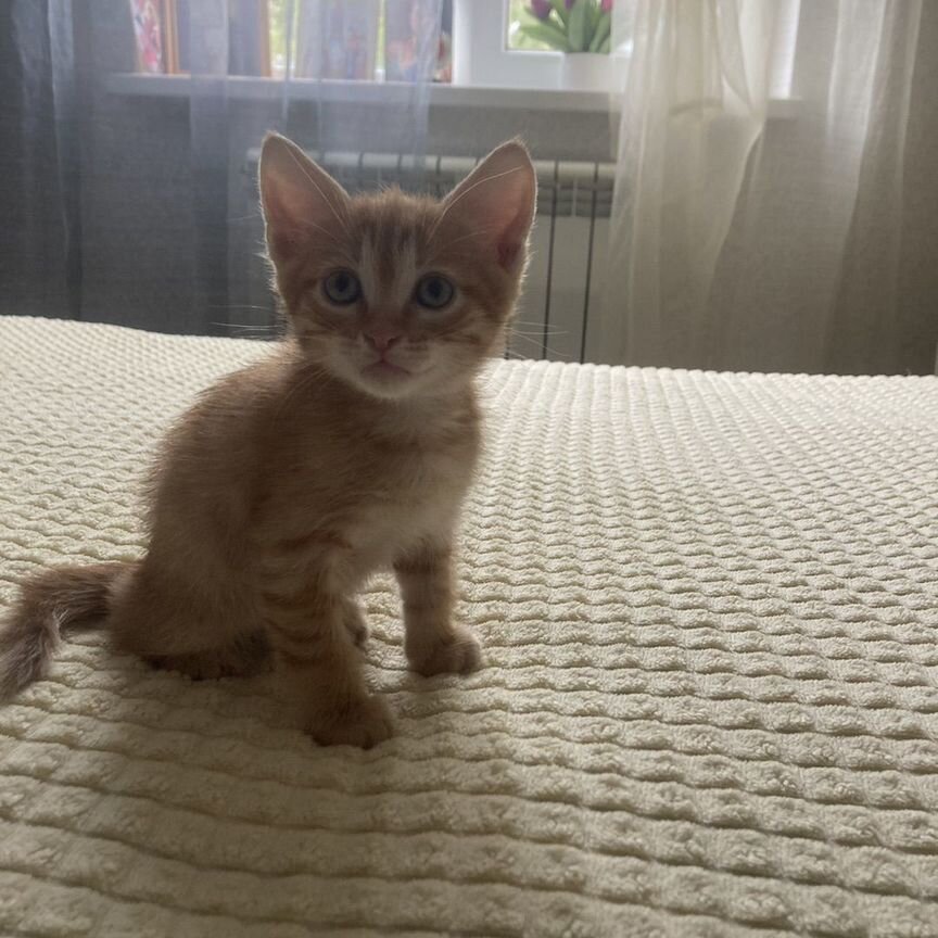 Отдам в хорошие руки рыжего котенка