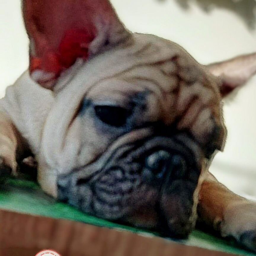 Французский бульдог, щенок