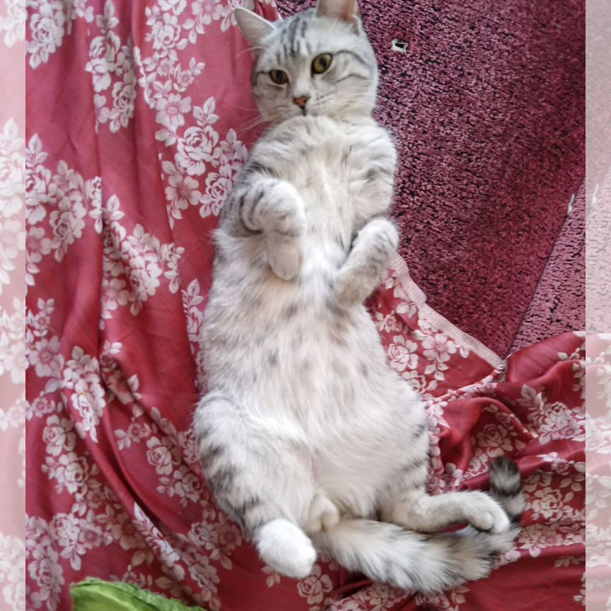 Коты в добрые руки