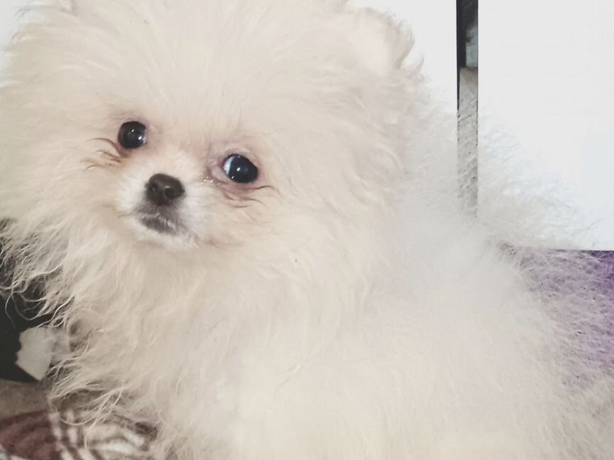 Померанский шпиц мини щенок мальчик