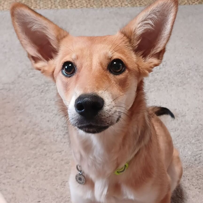 Щенок в добрые руки бесплатно