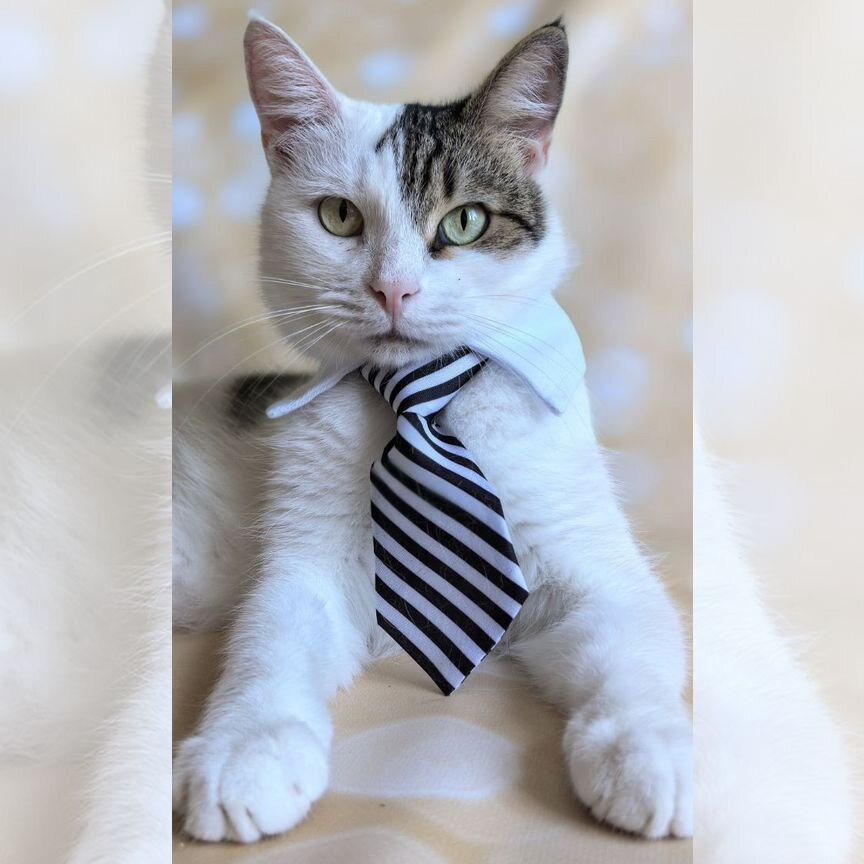 Коты неразлучники братья в добрую семью