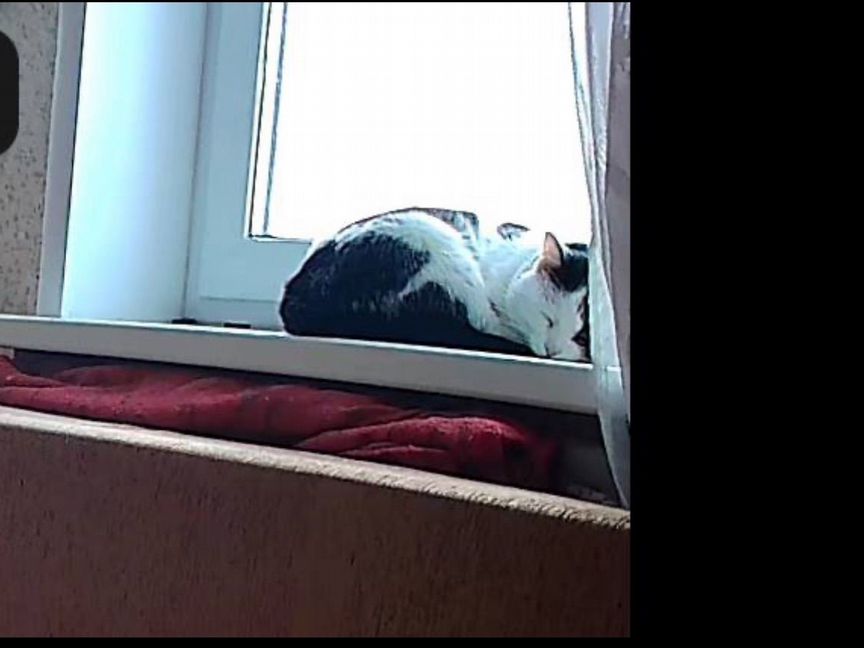 Котик с улицы ищет дом