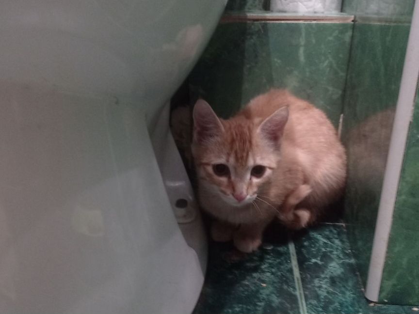 Котейка 4 месяца