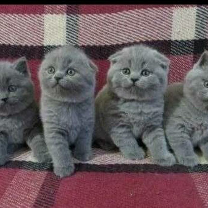 Вислоухие котята