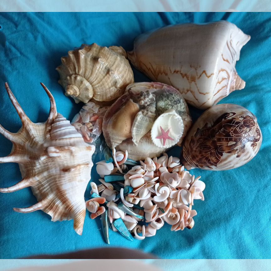 Морские ракушки, раковины