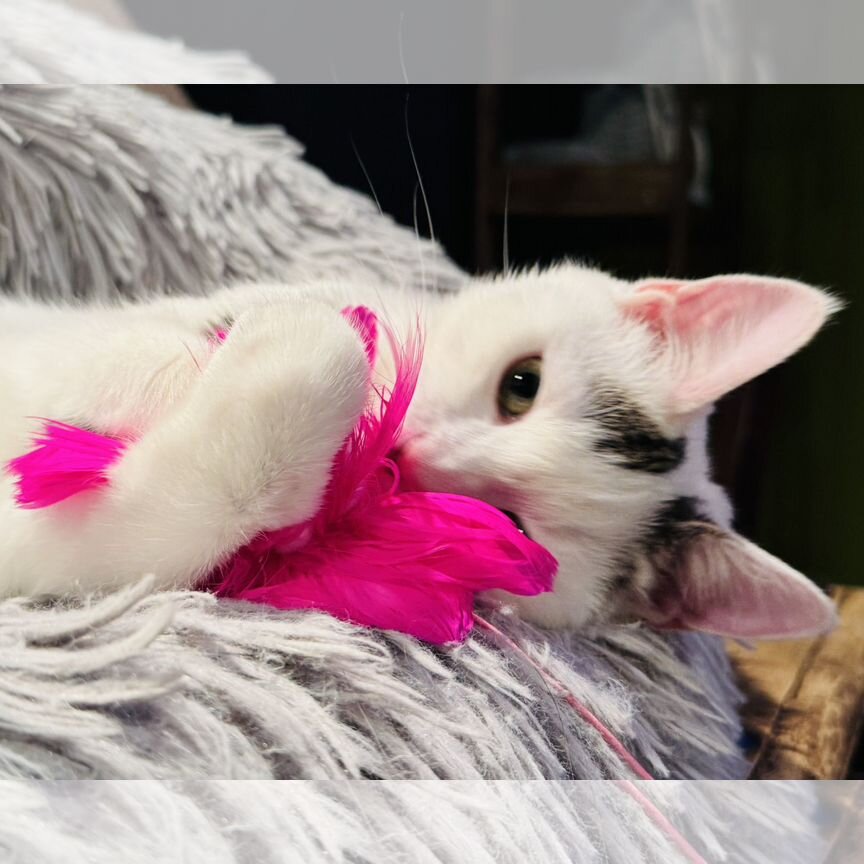 Котёнок в добрые руки