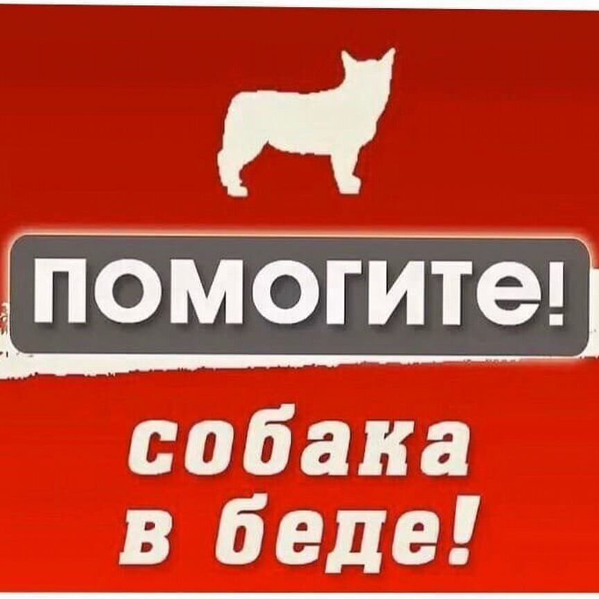 Собака в беде