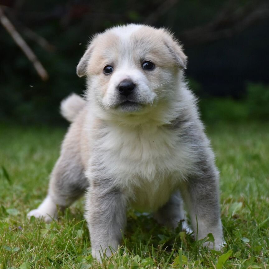 Две девочки