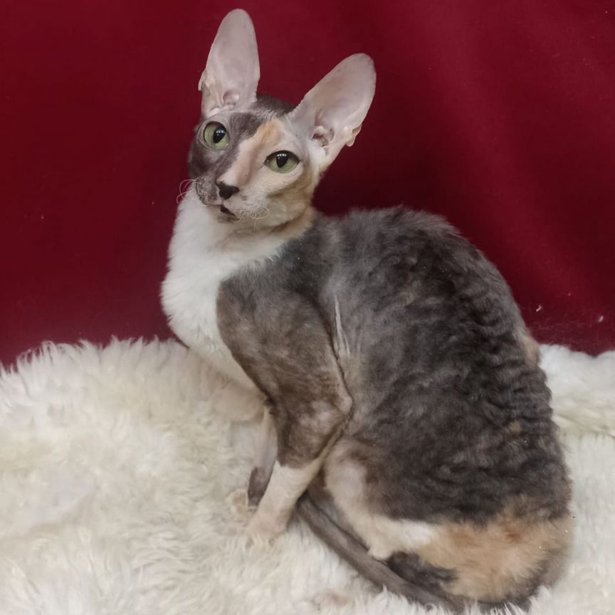 Корниш-рекс, взрослая кошка