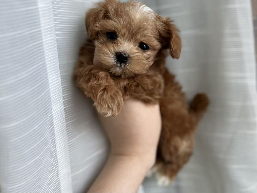 Мальтипу f1 mini