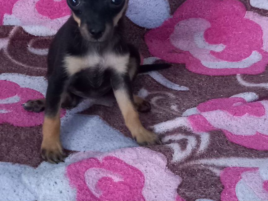 Милашка тоечка