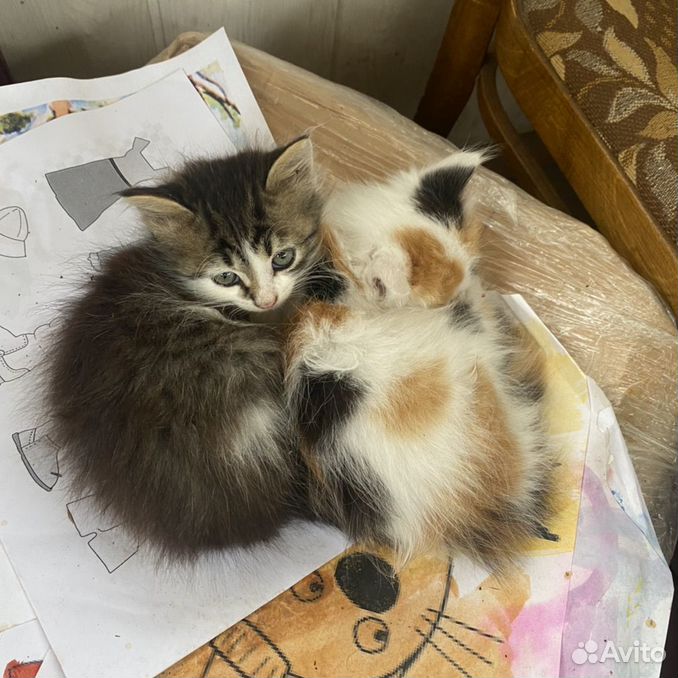 Котята дачные