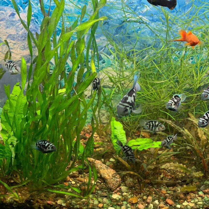 Аквариумные рыбки