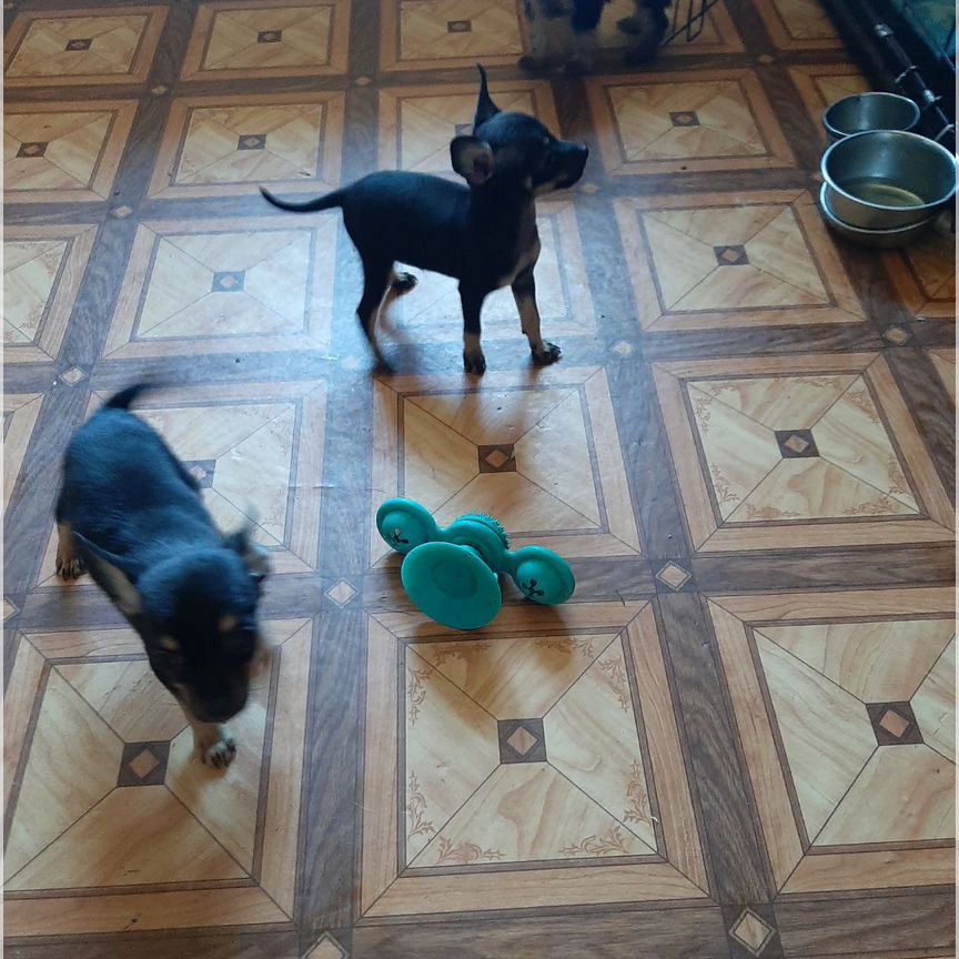 Русский той-терьер, щенок