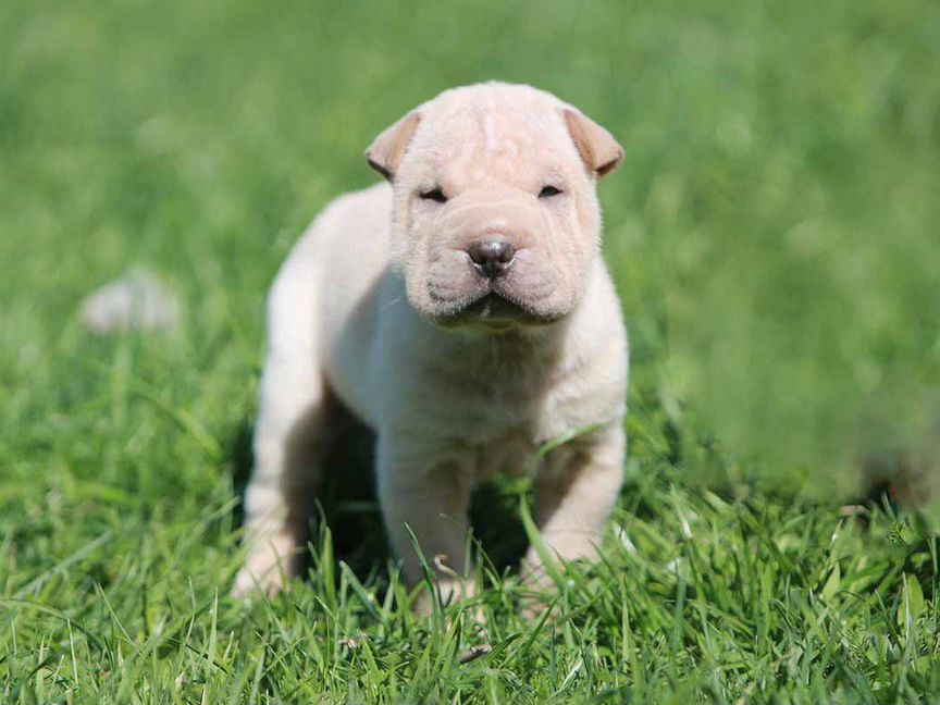 Шарпейчик мальчик платина