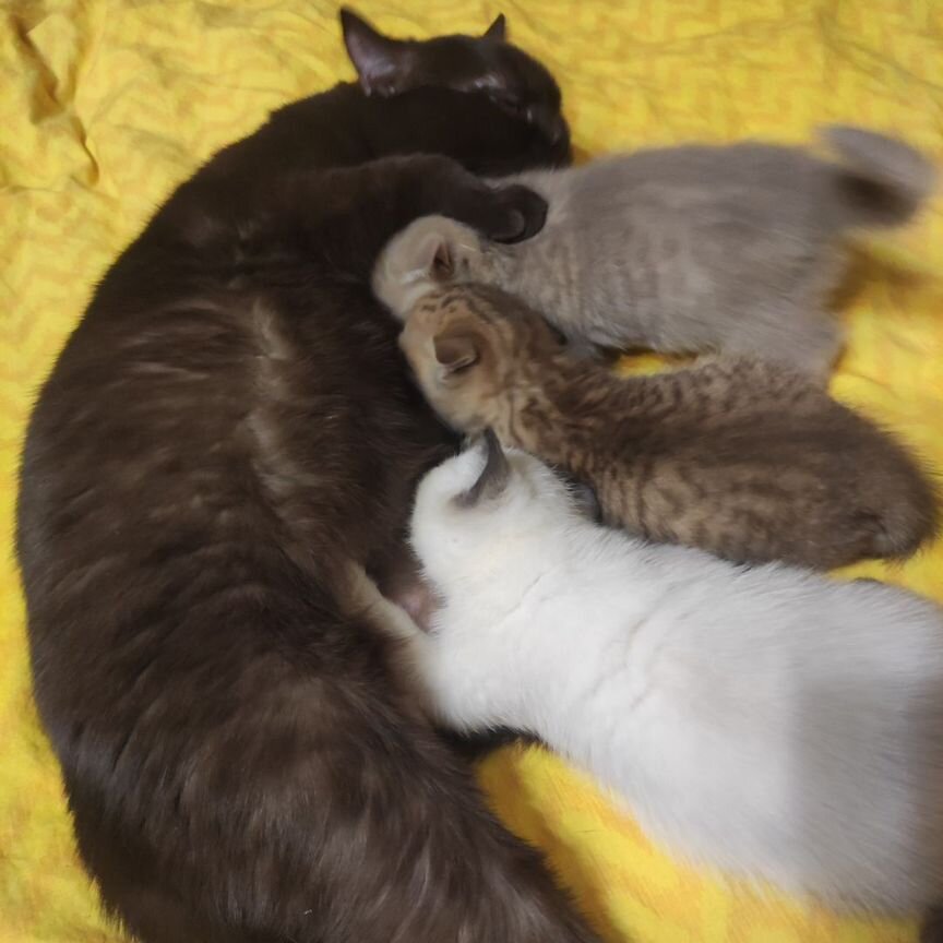 Шотландские котики