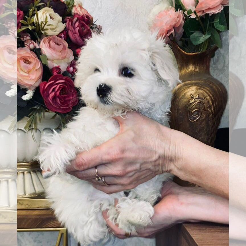 Мальтийская болонка девочка