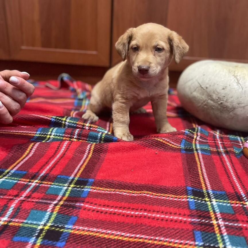 Малыш шоколадный ищет маму