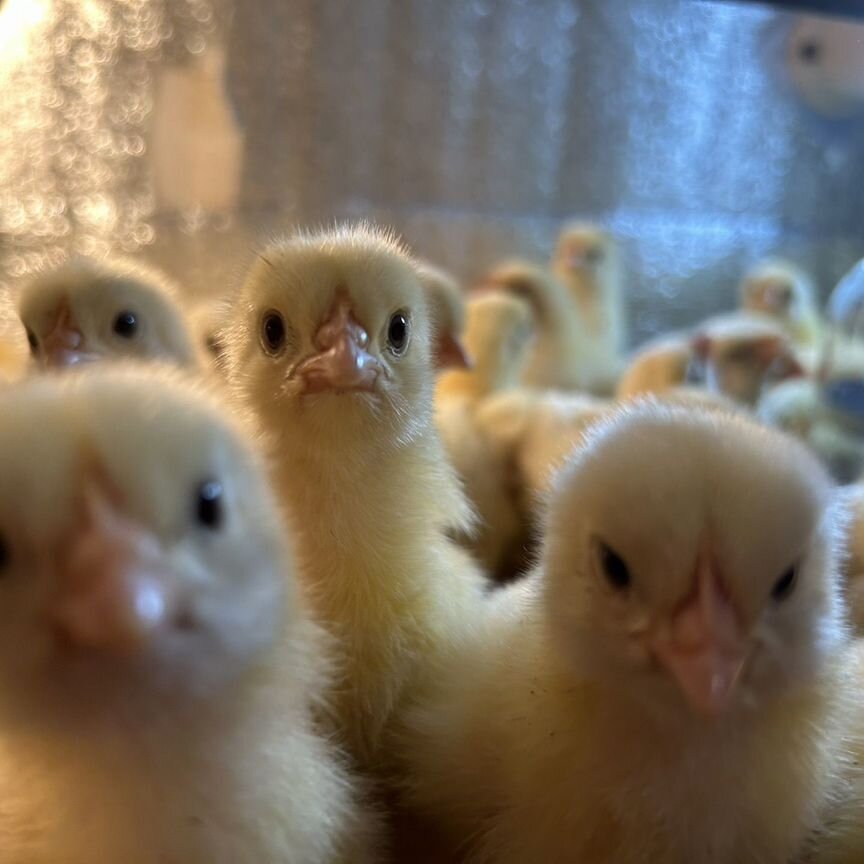 Цыплята бройлеры кобб 500 Испания