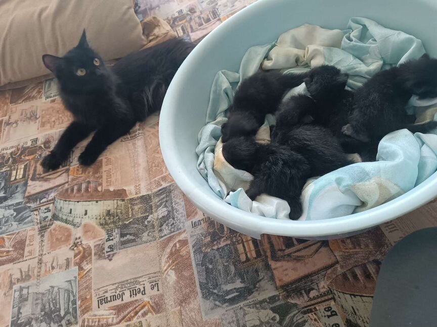 Черные котята