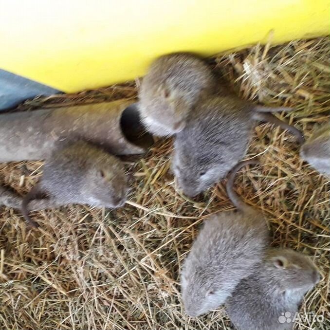 Семья нутрий