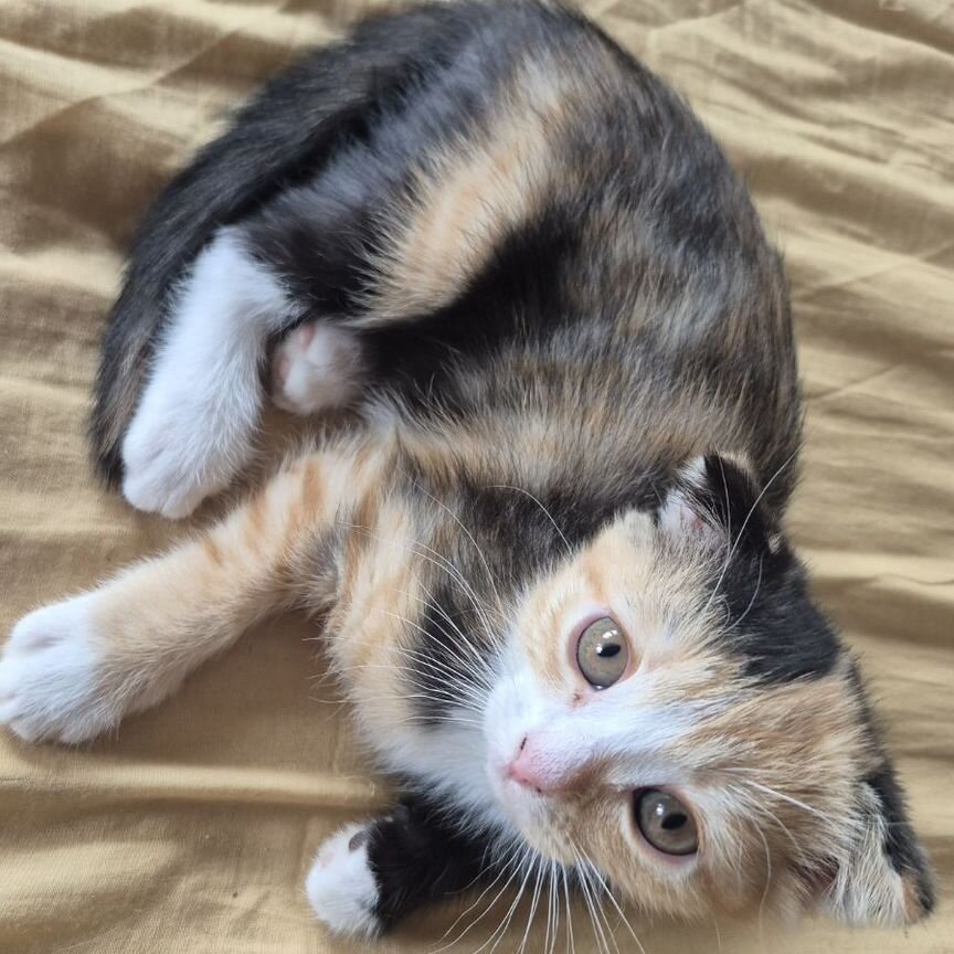 Шотландский вислоухий короткошёрстный котёнок