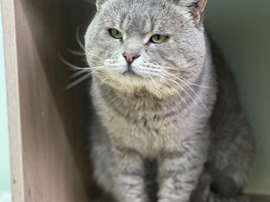 Брутальный котик Барс