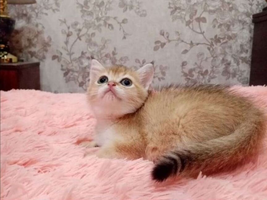 Шиншилловые золотые котята