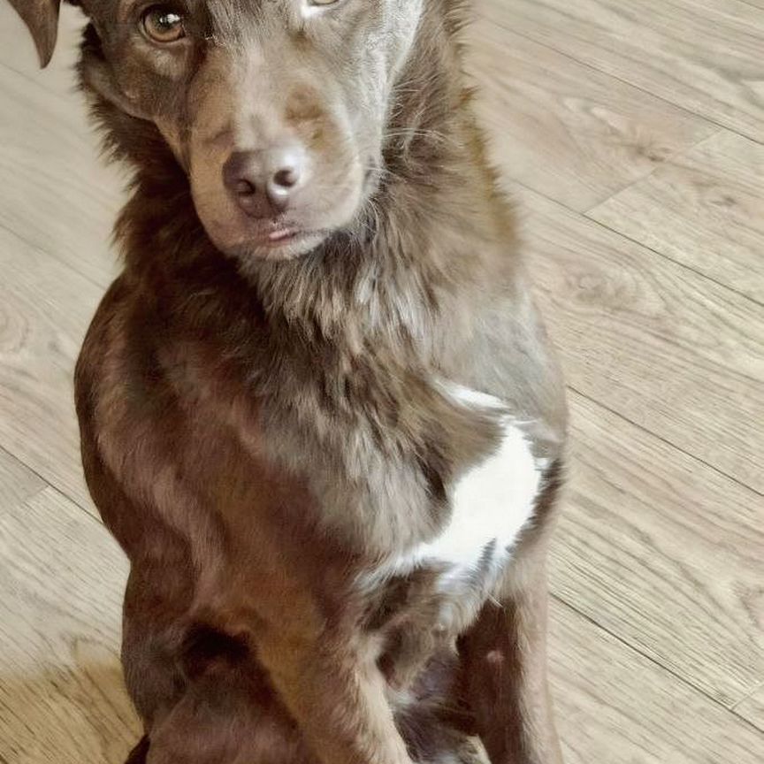 Взрослый пёс в добрые руки