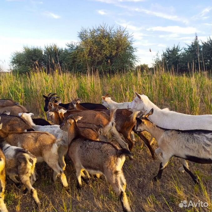 Альпийские козы и козлы