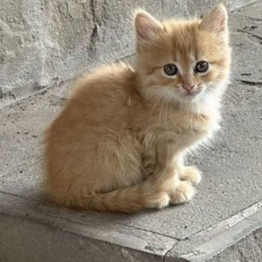 Котенок