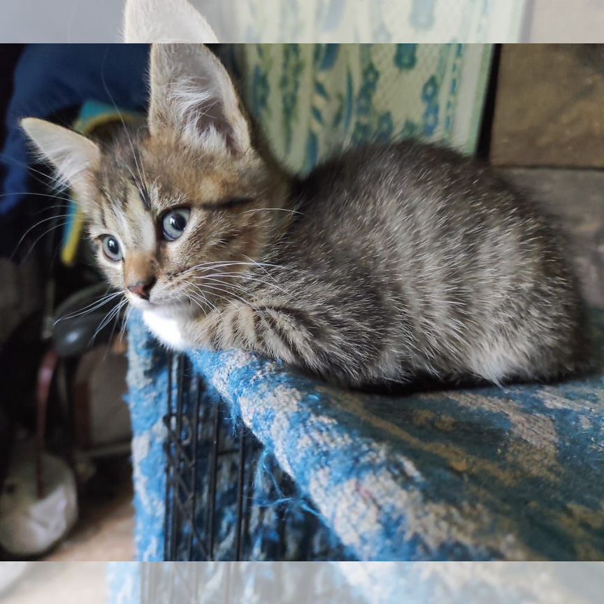 Котята сибиряки в добрые руки