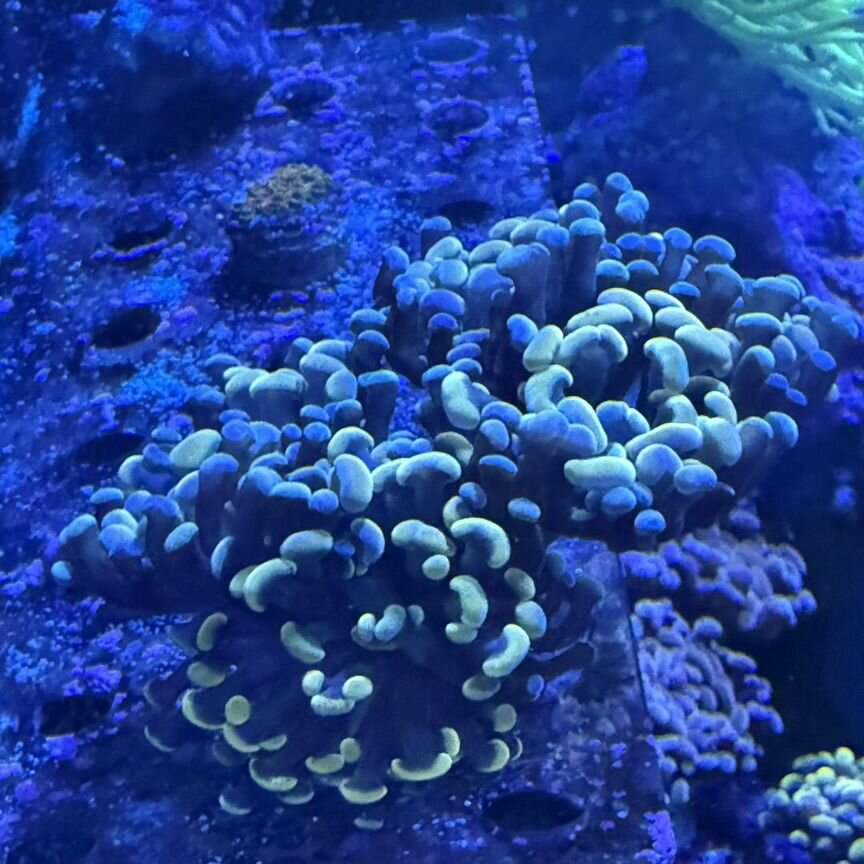 Эуфилия морской аквариум