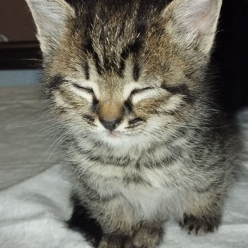 Отдам котенка в добрые руки