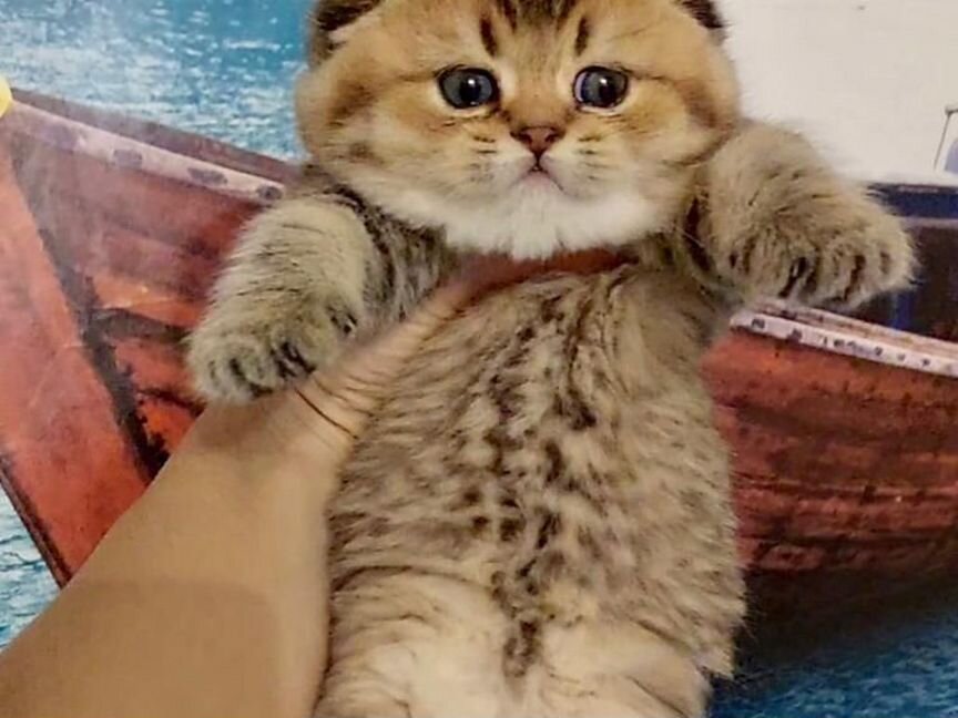 Шотландские котята с документами