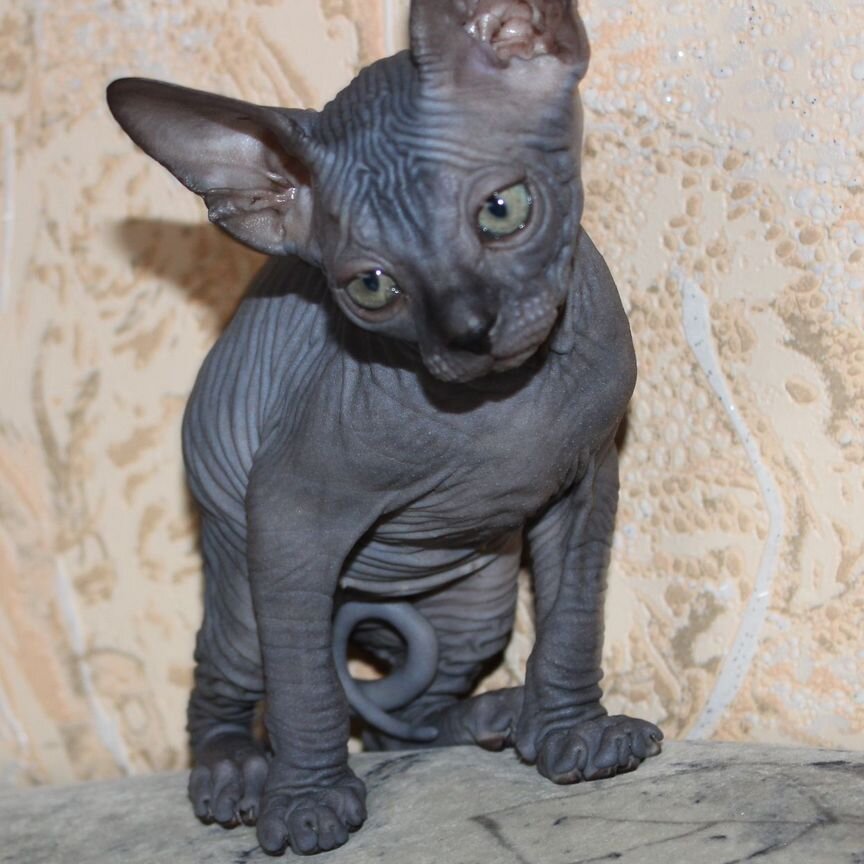 Донской сфинкс котёнок