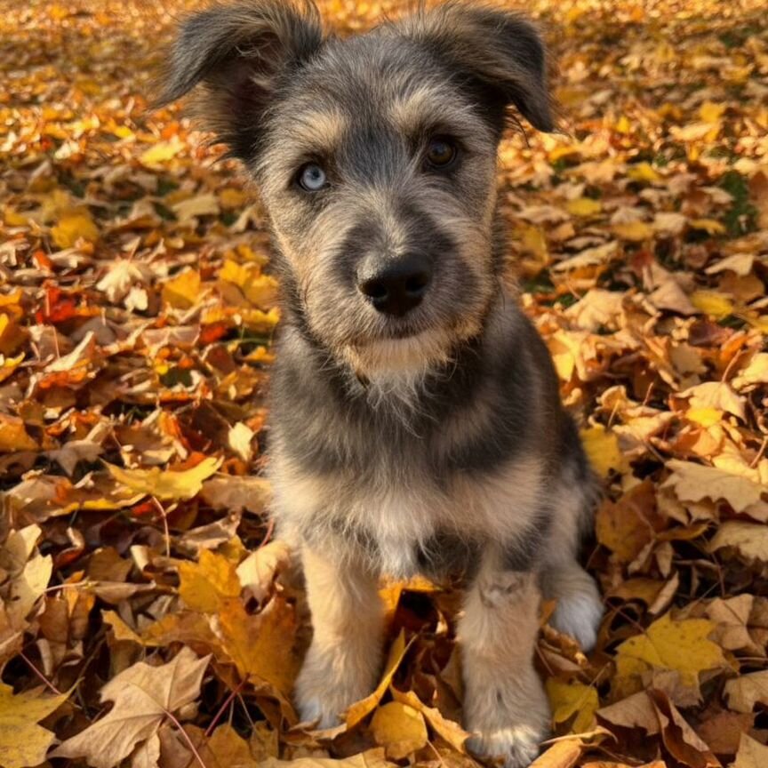 Щенок в добрые руки