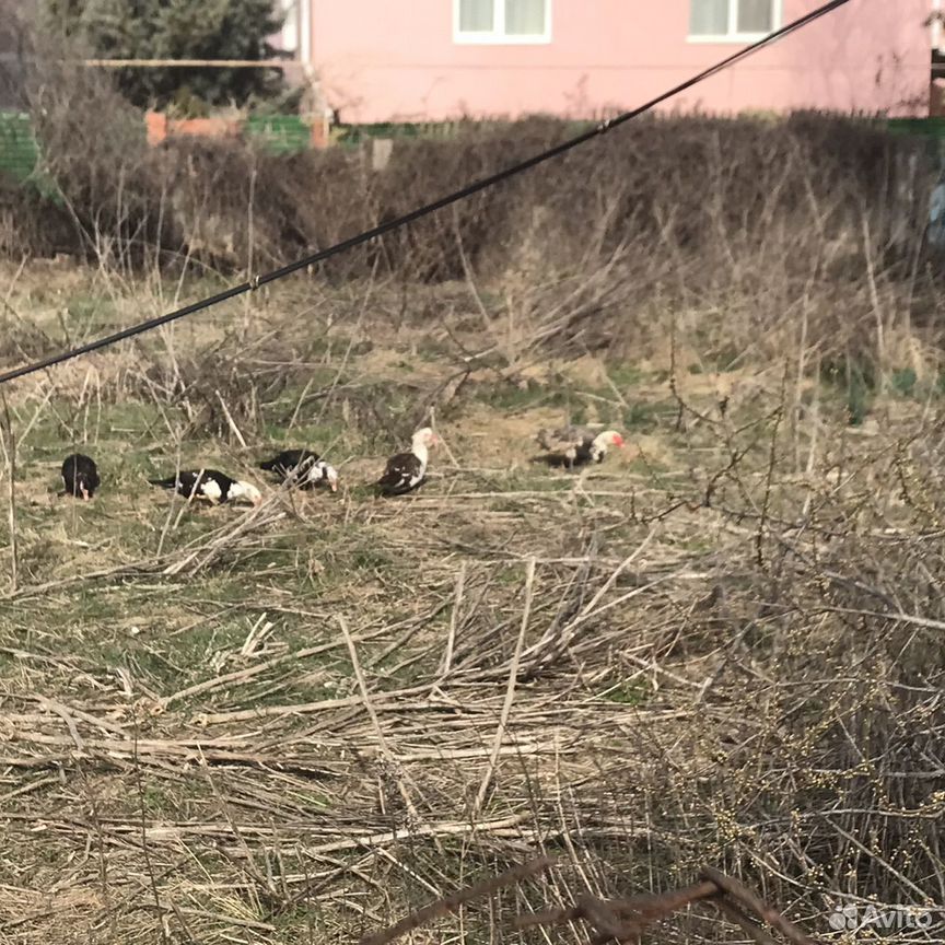 Индоутки