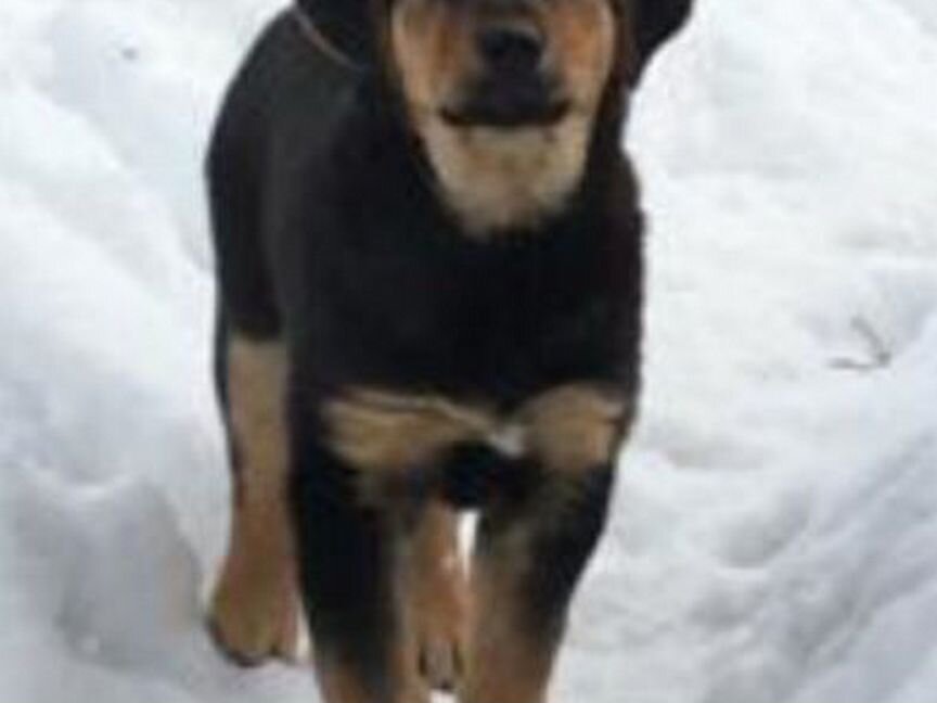 Щенки метисы в добрые руки