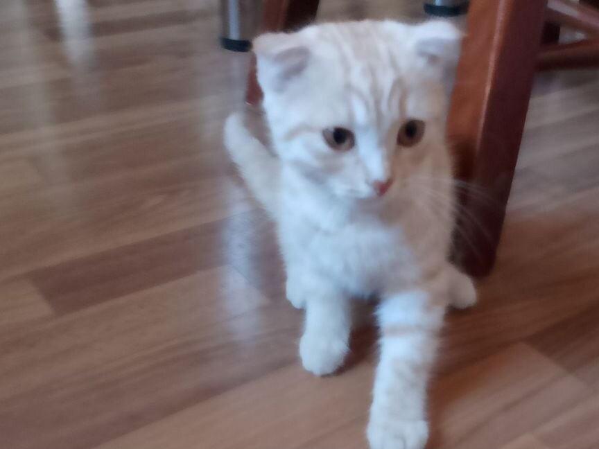 Шотландская