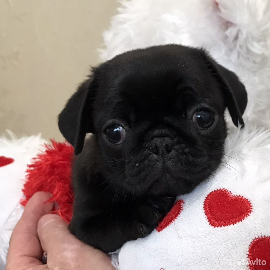 Щенки мопса черные