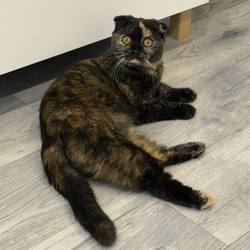 Шотландский вислоухий короткошёрстный котёнок