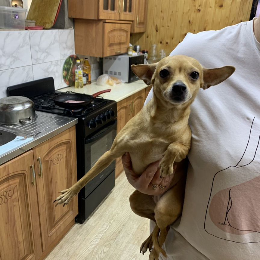 Той-терьер бесплатно