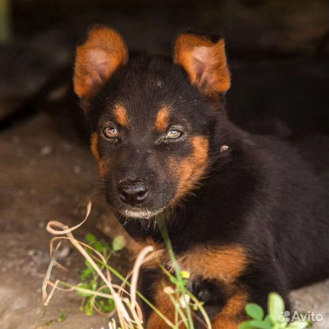 Шоколадка ищет дом